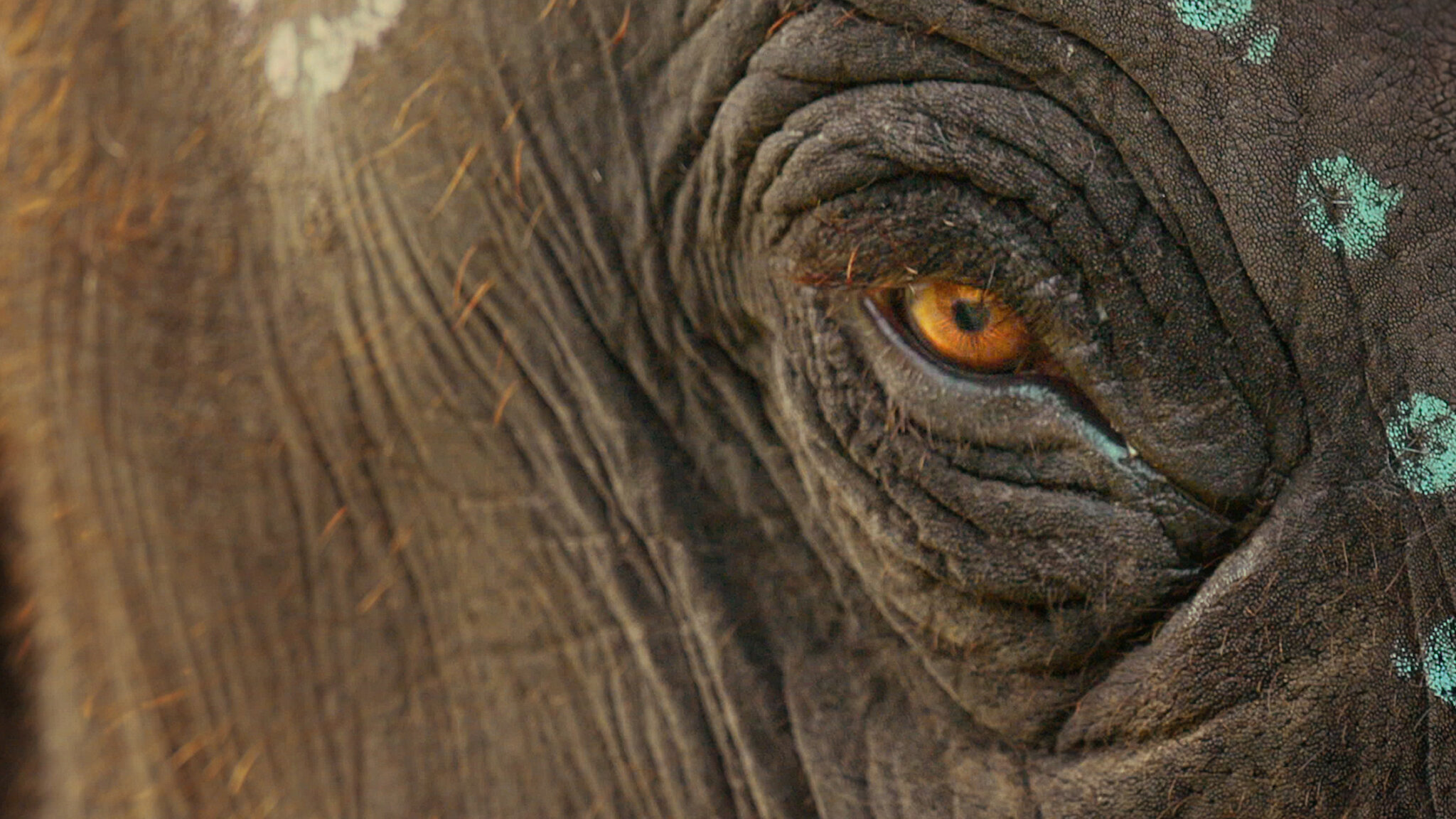 Watch The Elephant Whisperers | Netflix Official Site Watch The Elephant Whisperers | Netflix Official Site